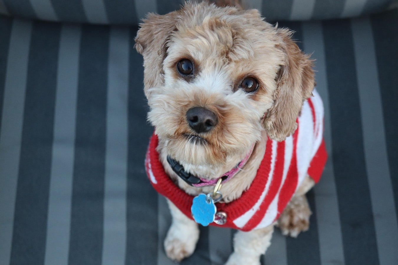 Cavapoo Dogs - Pros and Cons from Puppies to Adults